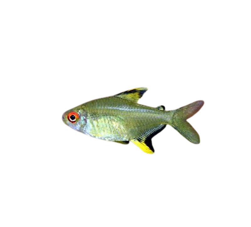 Tetra Fish - Fanie's Fishroom
