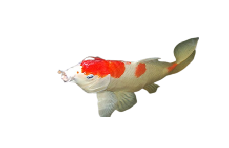 Kuhako koi - Fanie's Fishroom