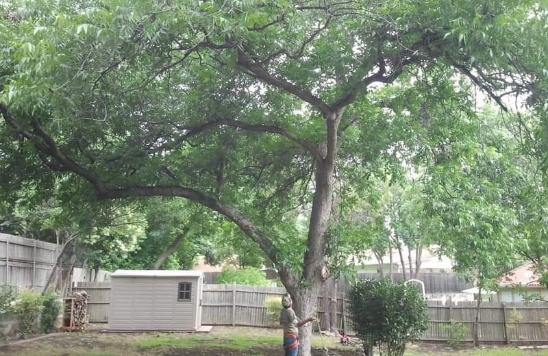 True Tree Masters (817)896-8523 - Healthy trees are the most valuable ...