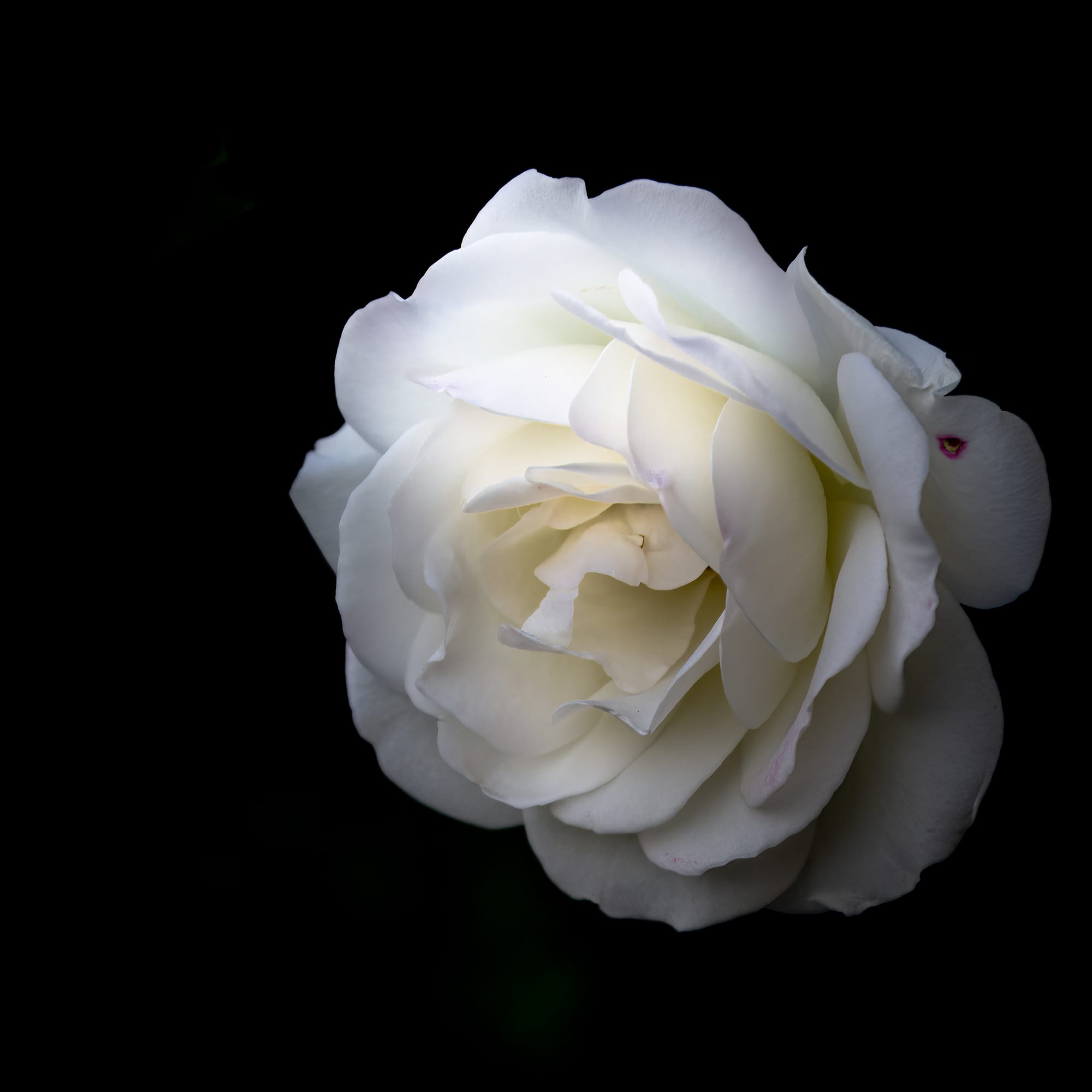 Devine Moments Photography