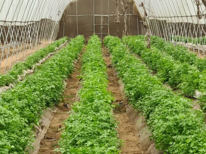 Saveur Du Congo - Des légumes frais de la ferme à votre table