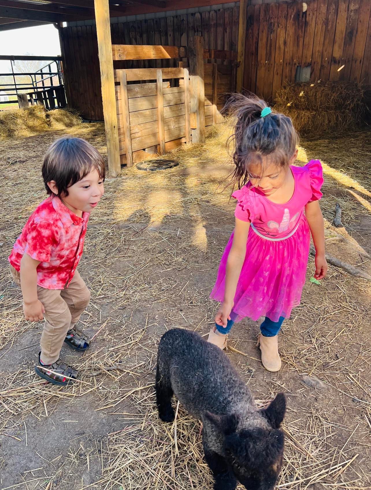 Camacho’sMiniFarmAcres - Camacho's Mini Farm Acres