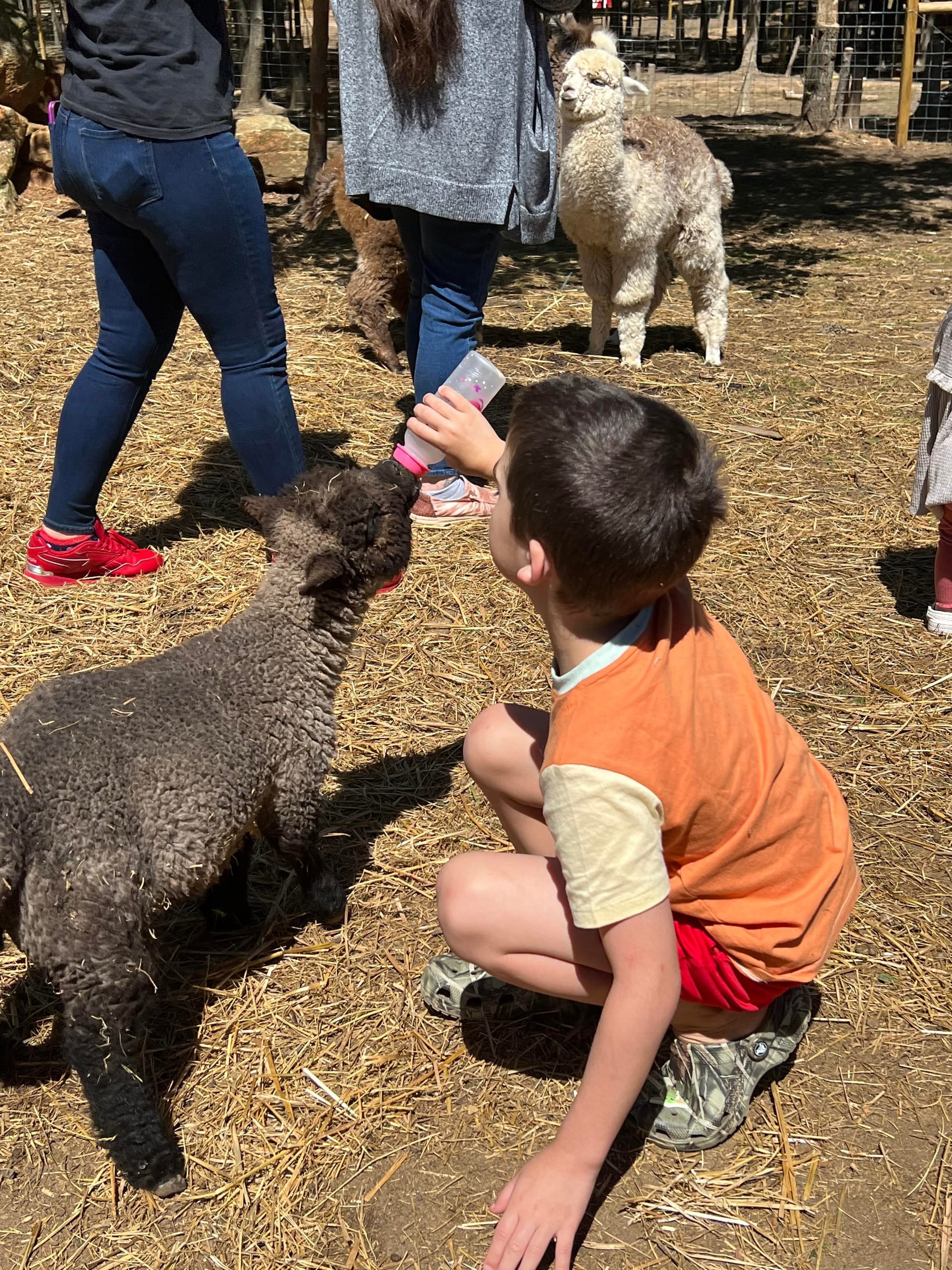 Camacho’sMiniFarmAcres - Camacho's Mini Farm Acres