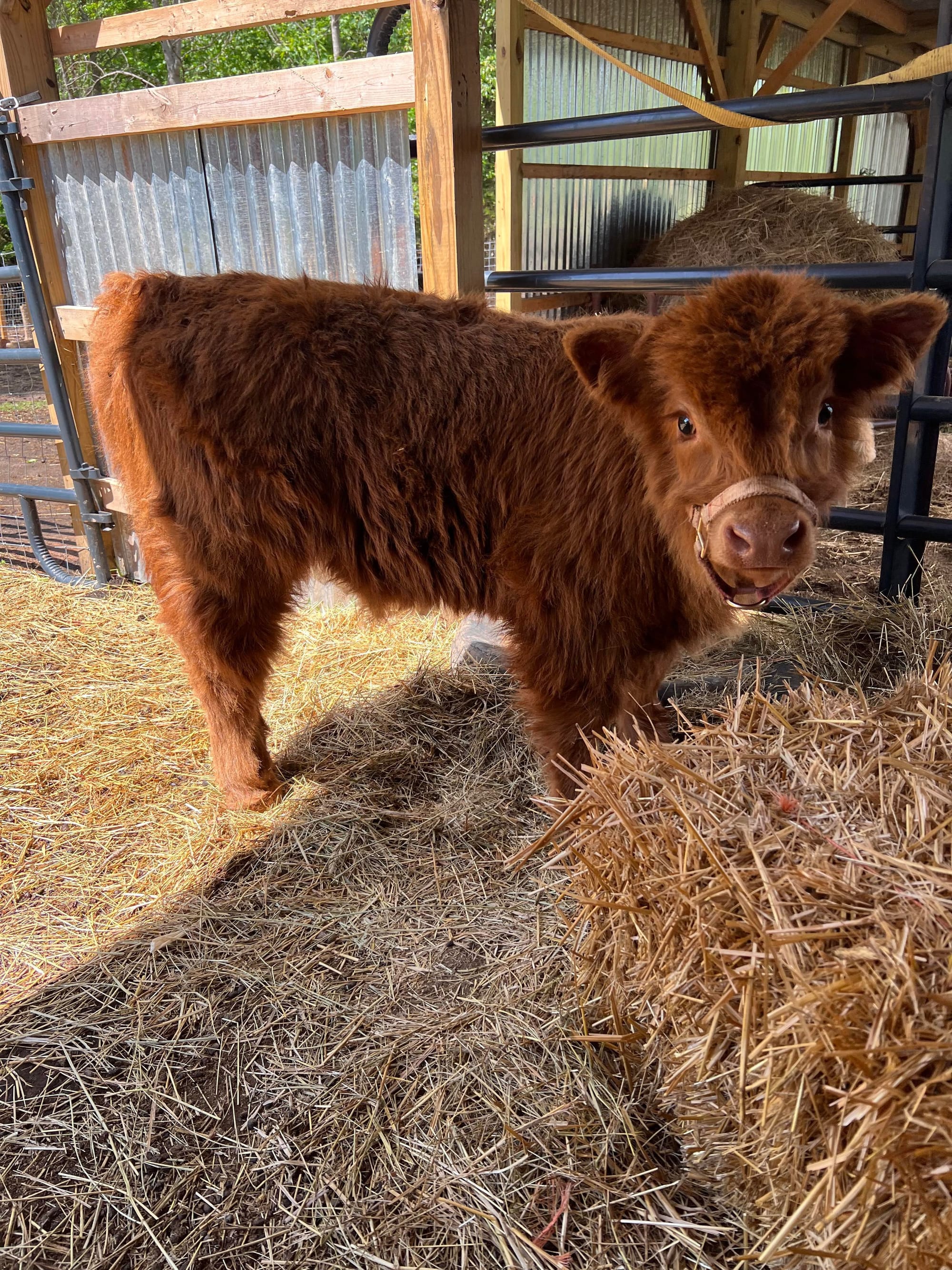 Camacho’sMiniFarmAcres - Camacho's Mini Farm Acres