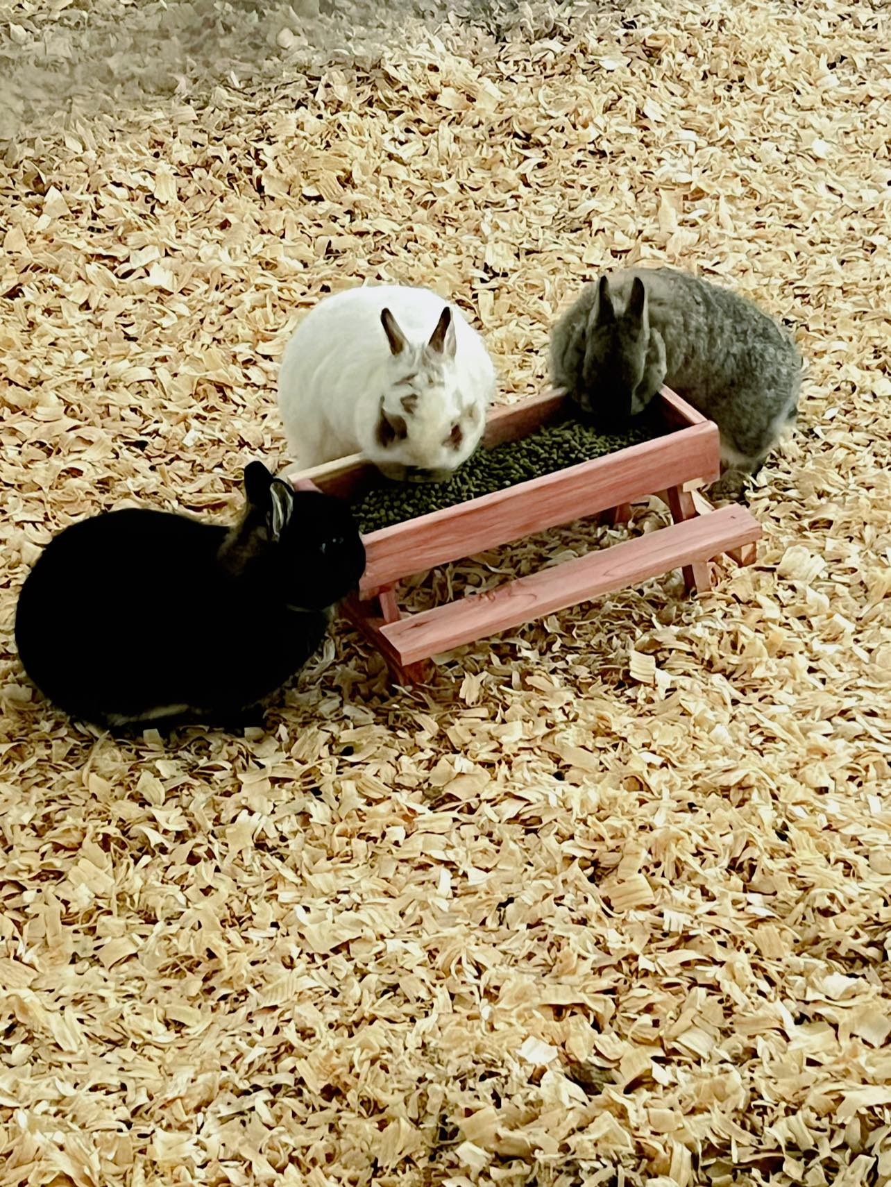 Camacho’sMiniFarmAcres - Camacho's Mini Farm Acres