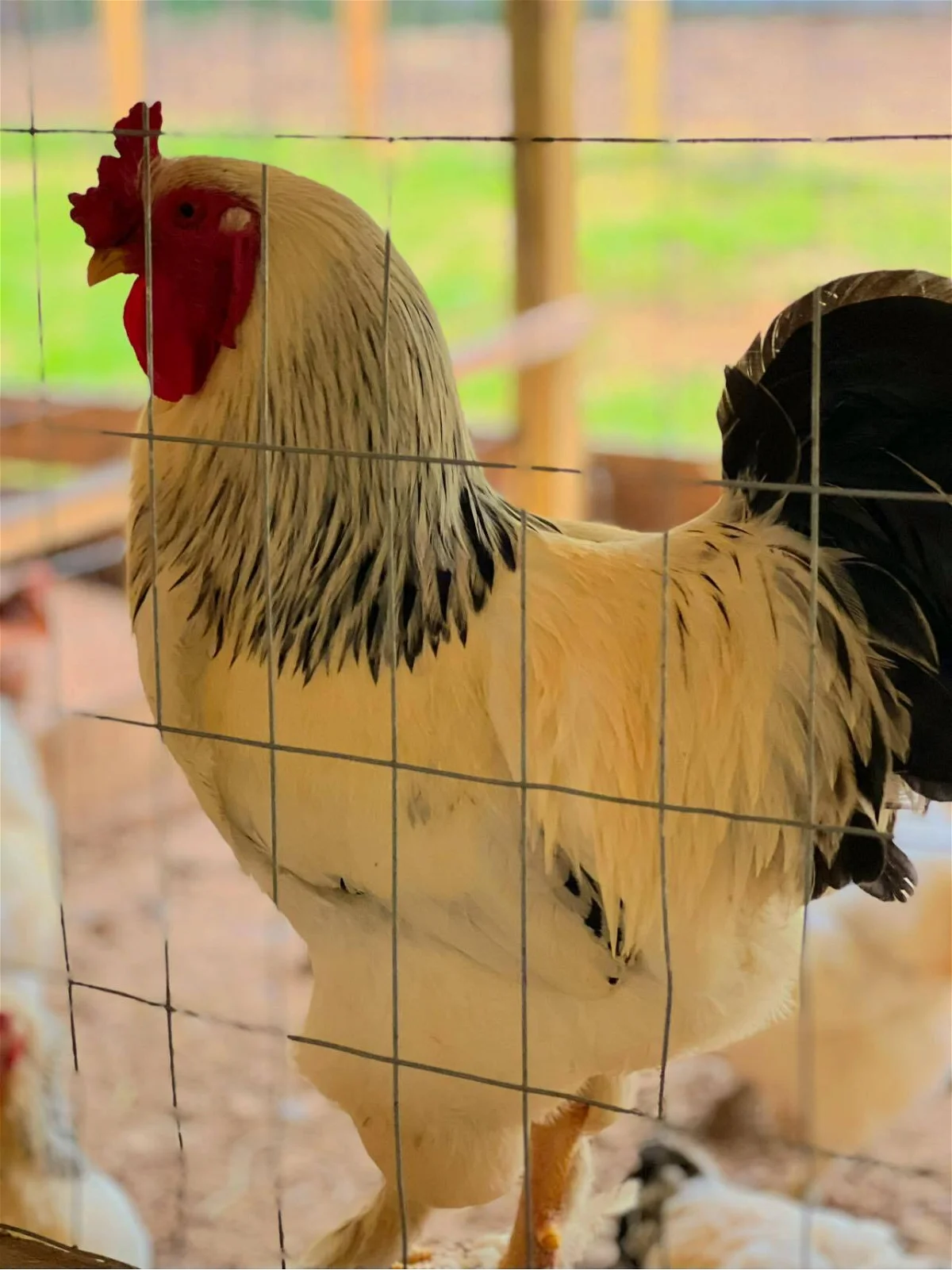 Camacho’sMiniFarmAcres - Camacho's Mini Farm Acres