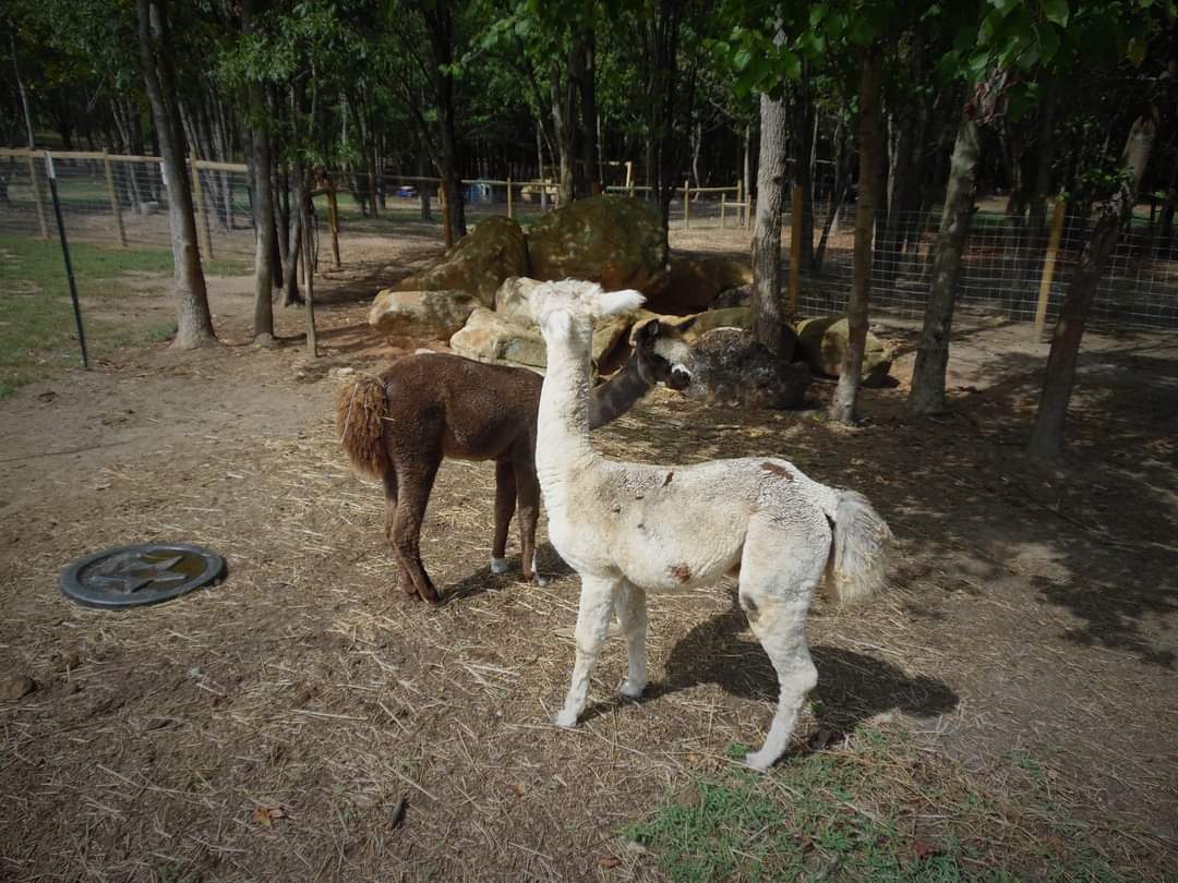 Camacho’sMiniFarmAcres - Camacho's Mini Farm Acres