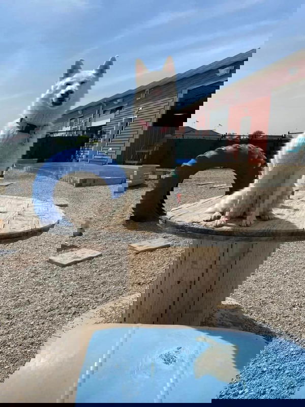 Image Gallery - K9 COUNTRY CLUB