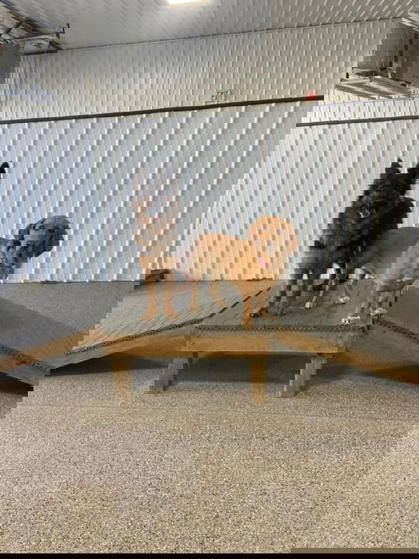 Image Gallery - K9 COUNTRY CLUB