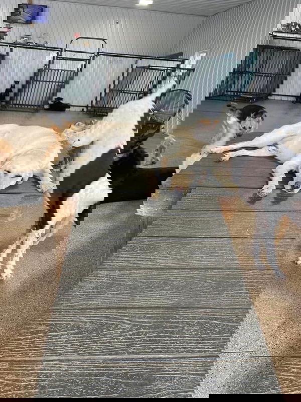 Image Gallery - K9 COUNTRY CLUB