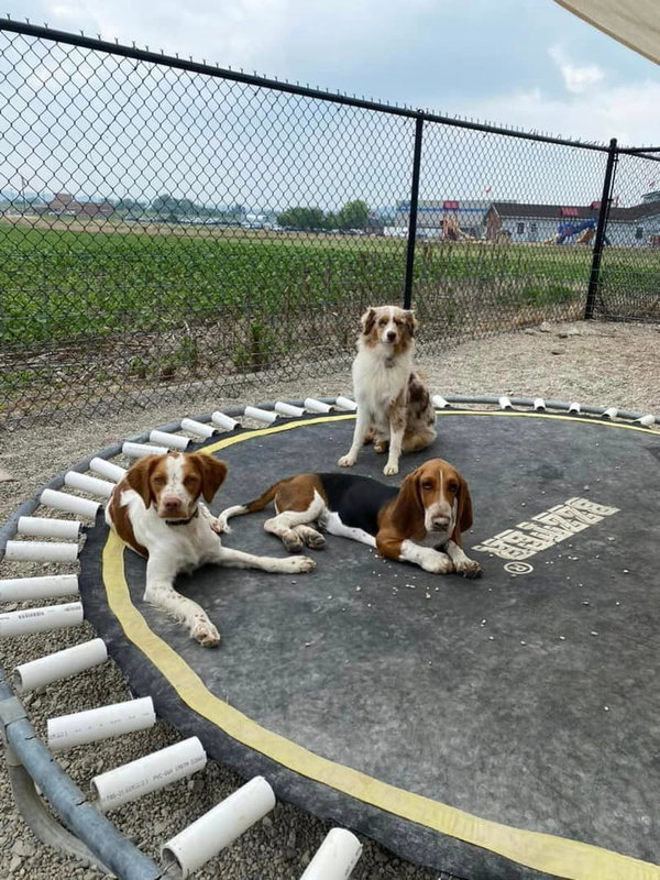 Image Gallery - K9 COUNTRY CLUB
