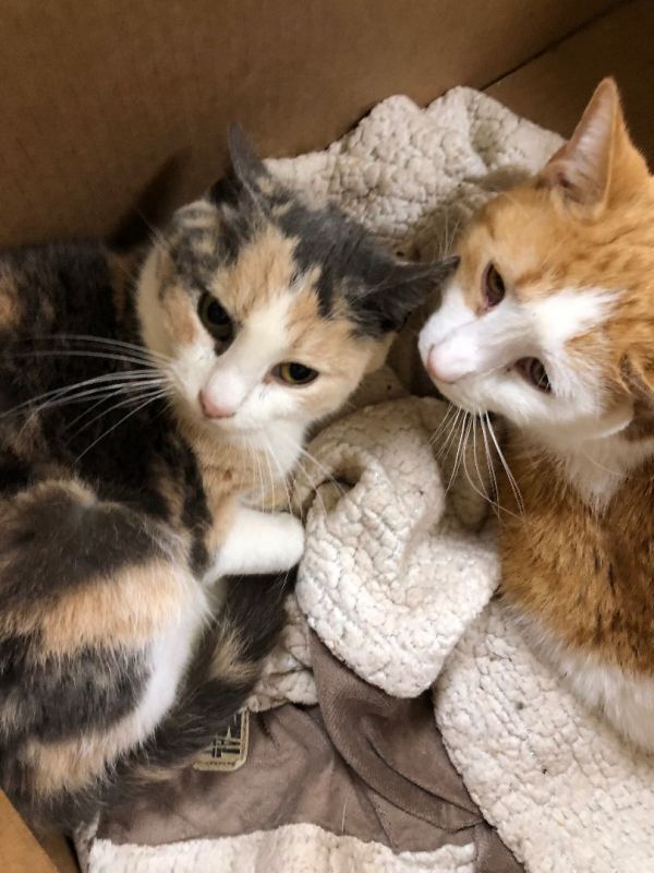 Roxies Cat Rescue - Welcome to Roxie's Cat Rescue