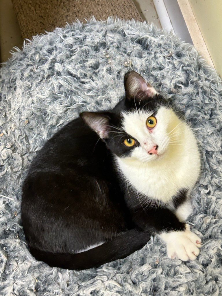 Meet Our Adoptable Cats - Roxies Cat Rescue