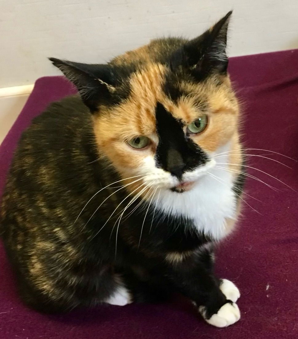 Meet Our Adoptable Cats - Roxies Cat Rescue