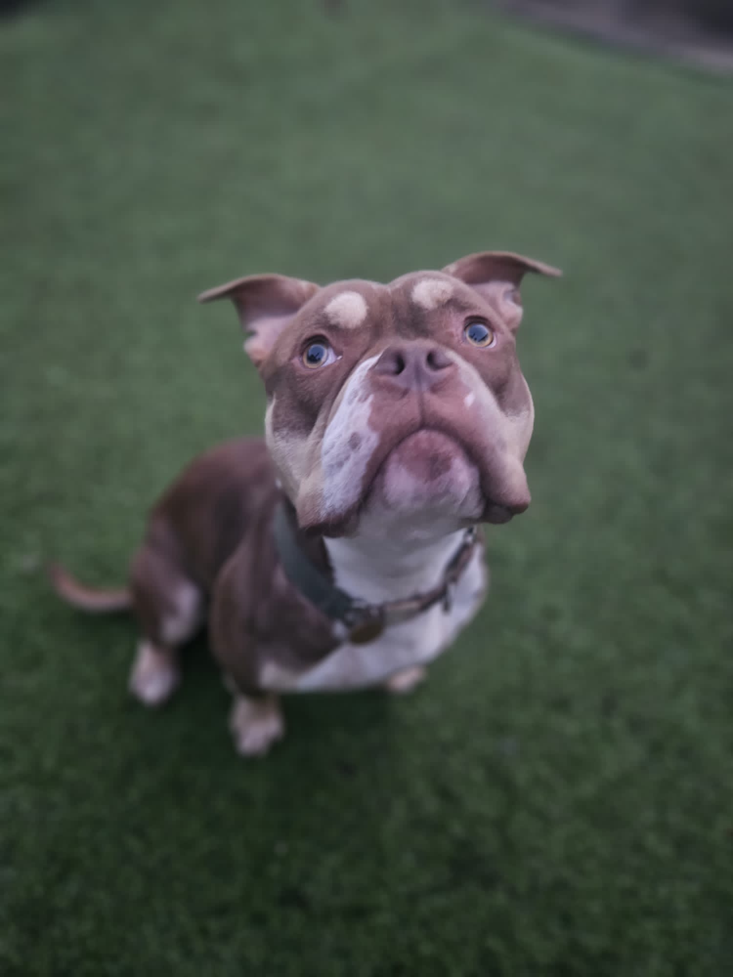 Ward's Dog Specialists - Transform Your Dog's Behaviour