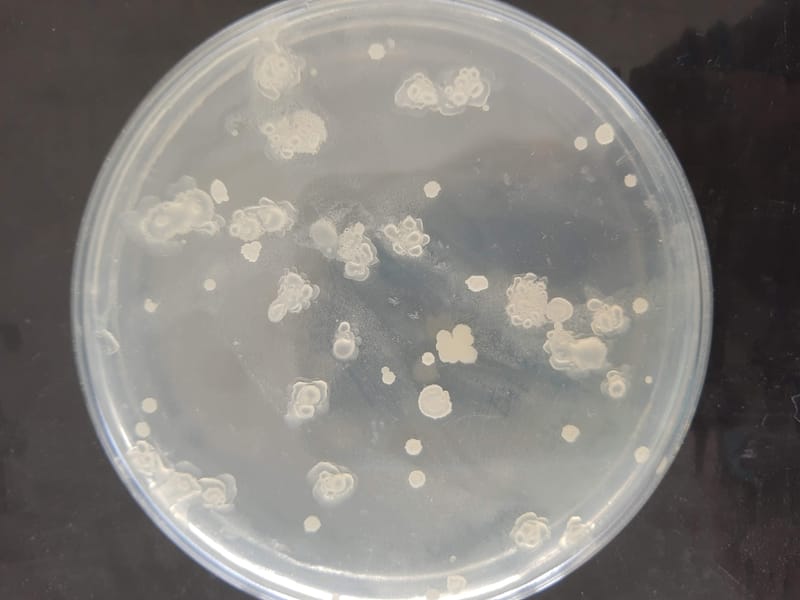 Aplicaciones potenciales de bioinoculantes con Bacillus spp. para una ...