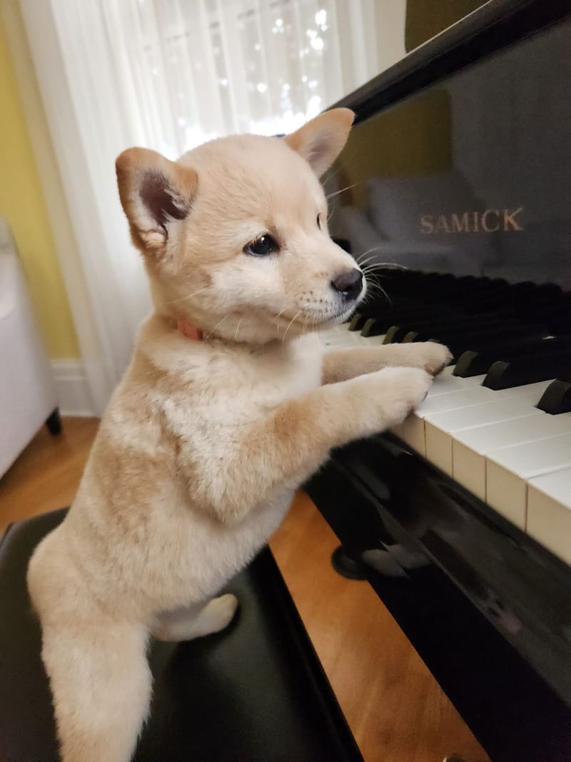 Shiba Canada - Shiba Canada