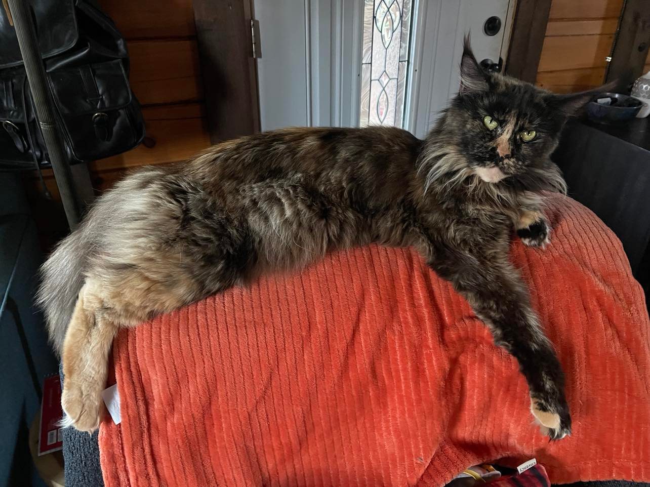 Maine Coon breeder in NC.