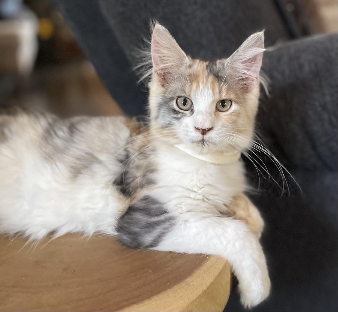 Maine Coon breeder in NC.