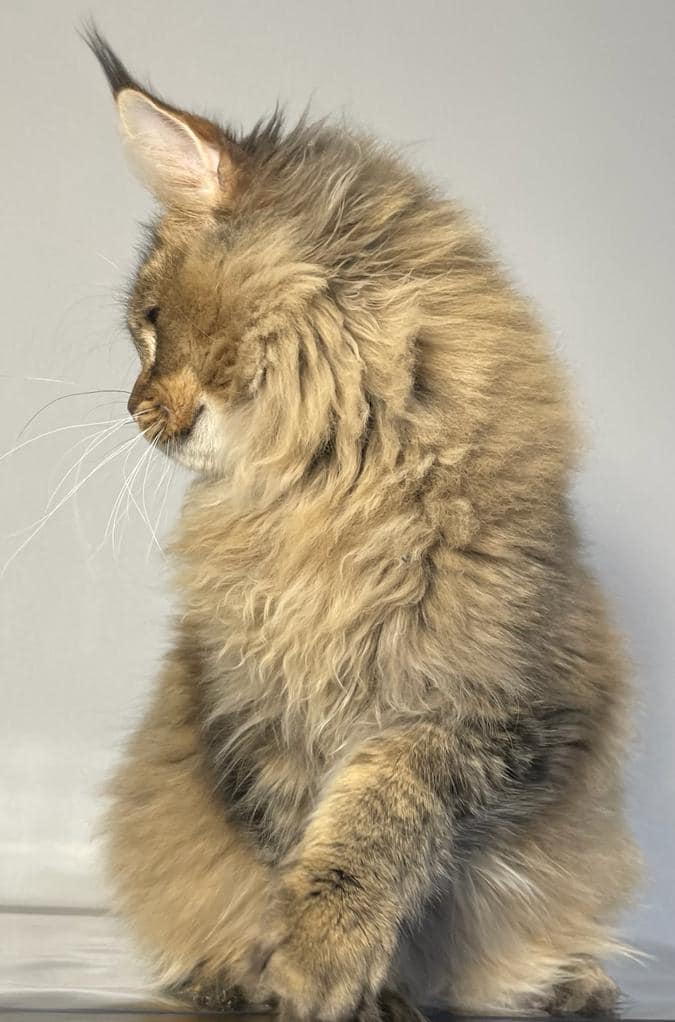 Maine Coon breeder in NC.