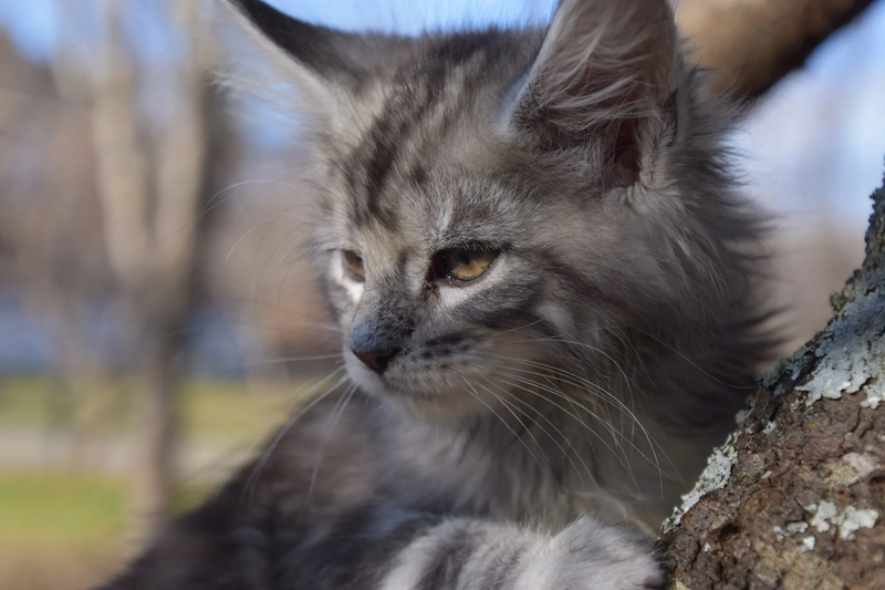 Maine Coon breeder in NC.