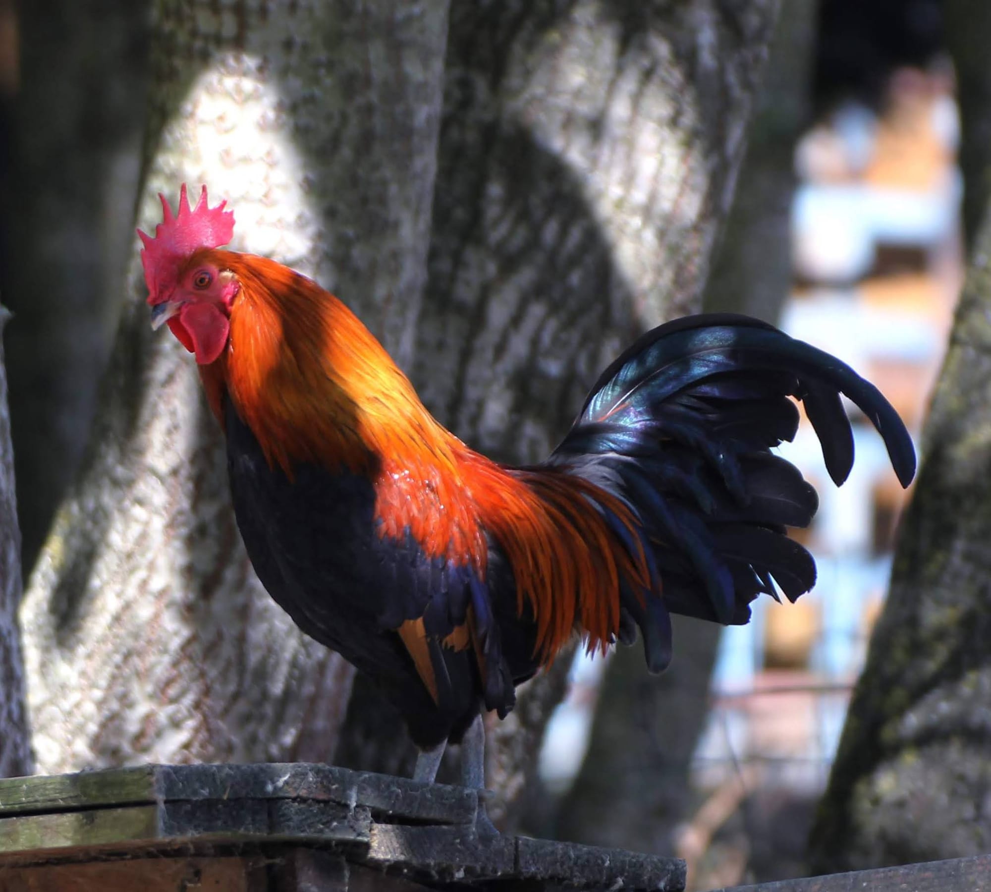 Association La ferme extraordinaire - Venez vous ressourcer dans un ...