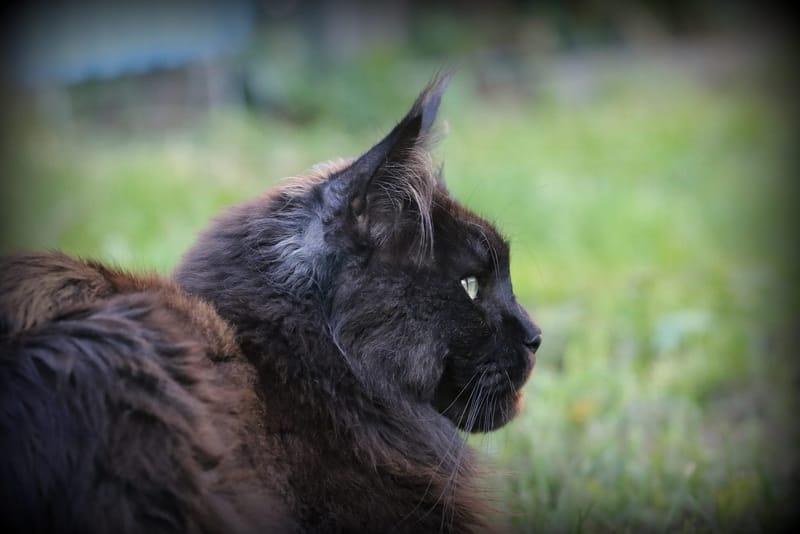 Maine Coons vom Moorgarten - Willkommen bei Maine Coons vom Moorgarten! Maine Coons vom Moorgarten - Willkommen bei Maine Coons vom Moorgarten!