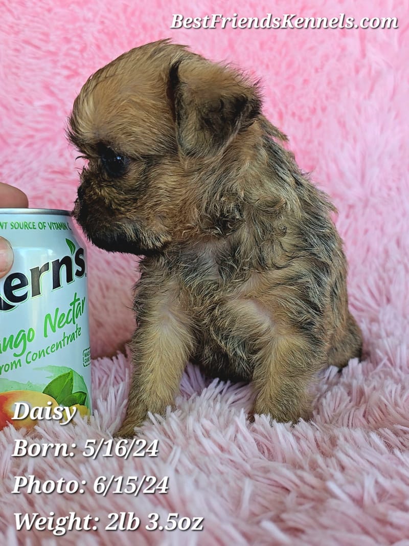 Teacup Brussels Griffons & Brussels Griffons Puppies in Phoenix, AZ