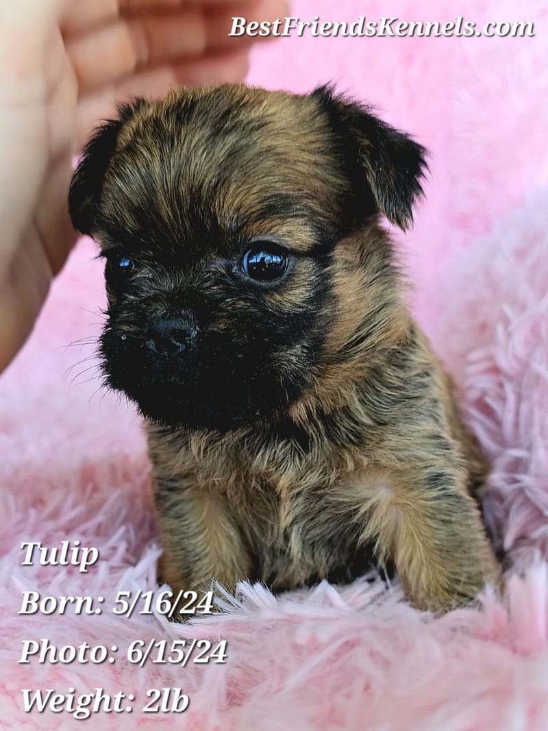 Teacup Brussels Griffons & Brussels Griffons Puppies in Phoenix, AZ
