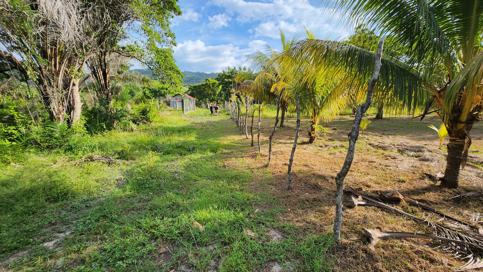 Balfate Beach Properties - Beautiful, Affordable Tropical Properties