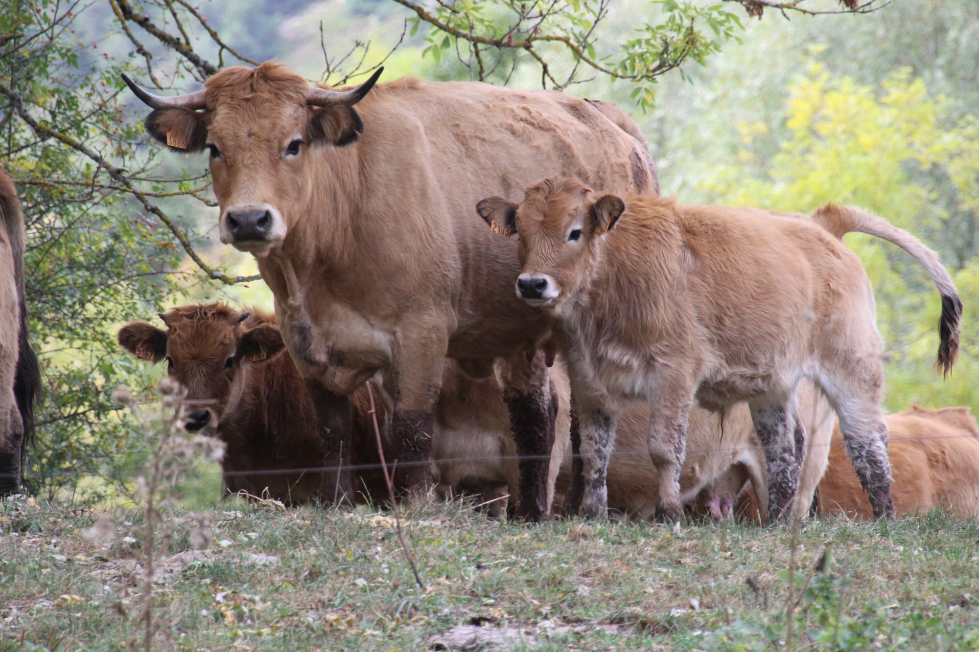 Vaches Laitires Vendre