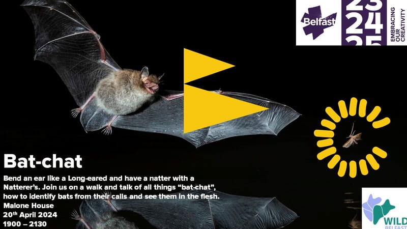 Bat-Chat - Wild Belfast