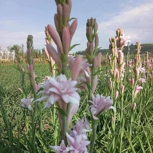 Bulb tuberoza roz Pink Sapphire - Tuberosa Polianthes Shop