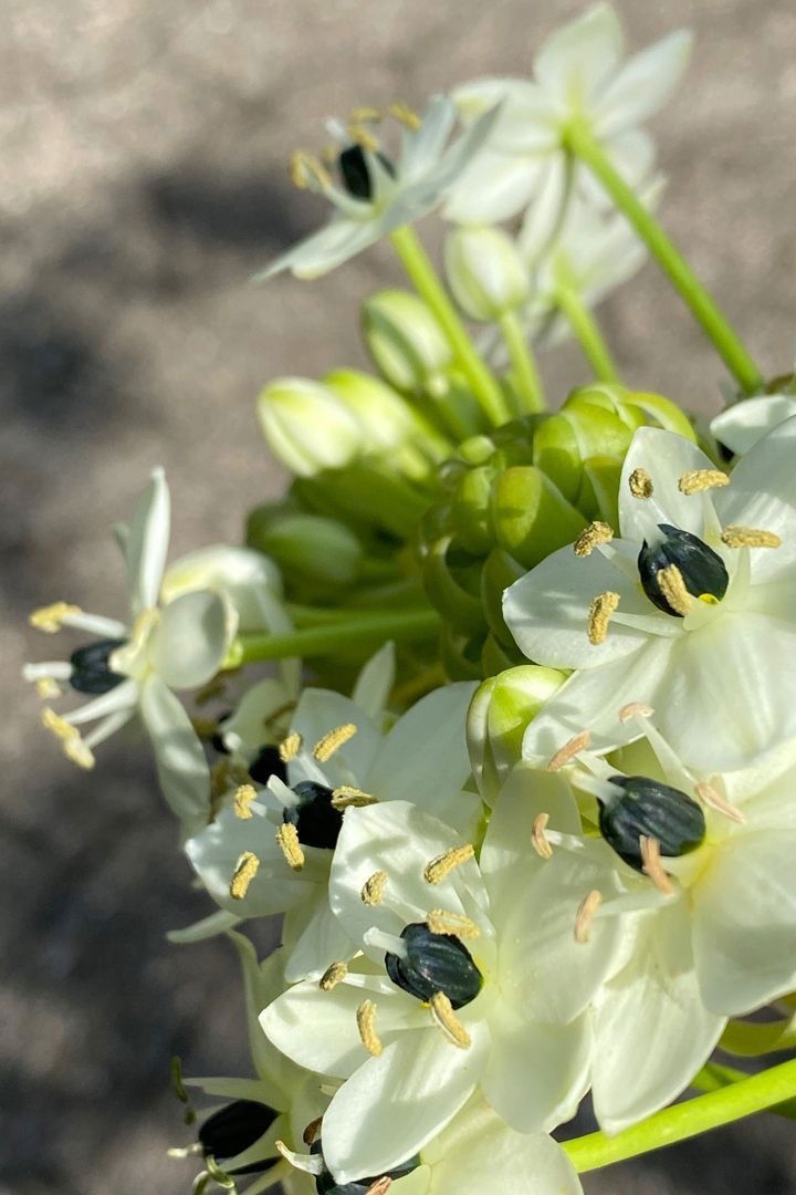 Bulbi de Tuberoze si Radacini de Crizanteme