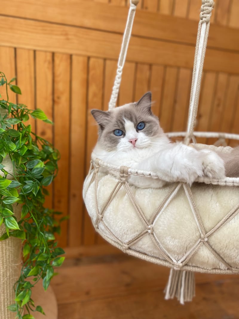 Fabi Design - Meow Mania Magic