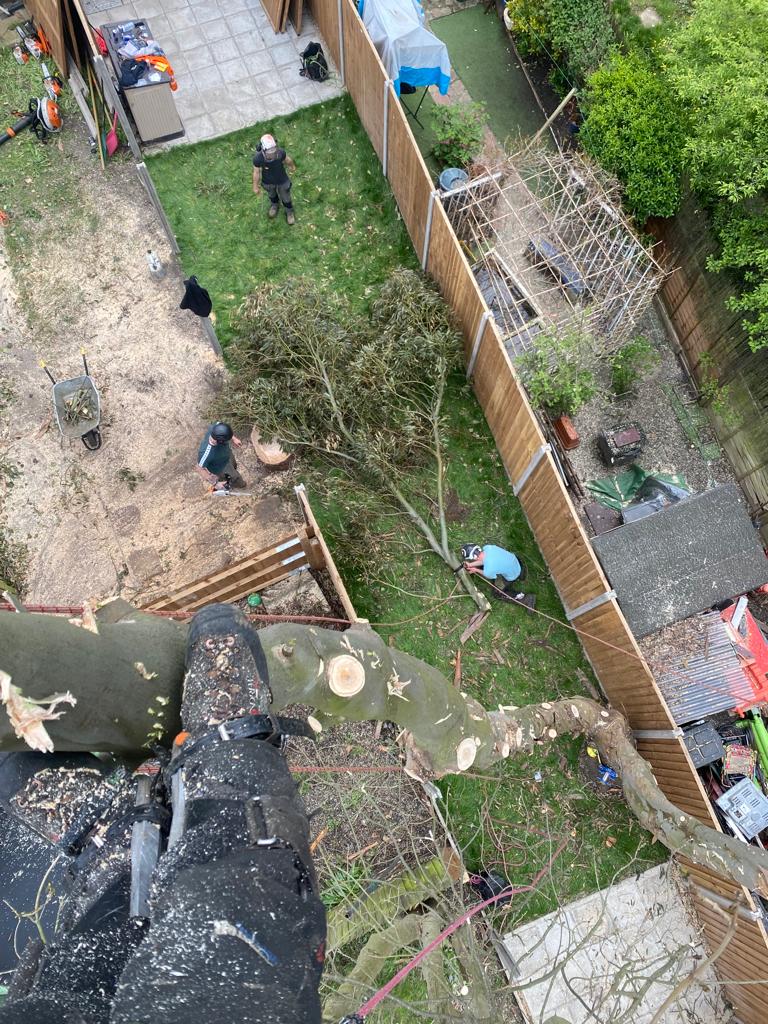 GRESTY TREE CARE LTD - Professional Arborist and Tree SurgeonLeaf it to us