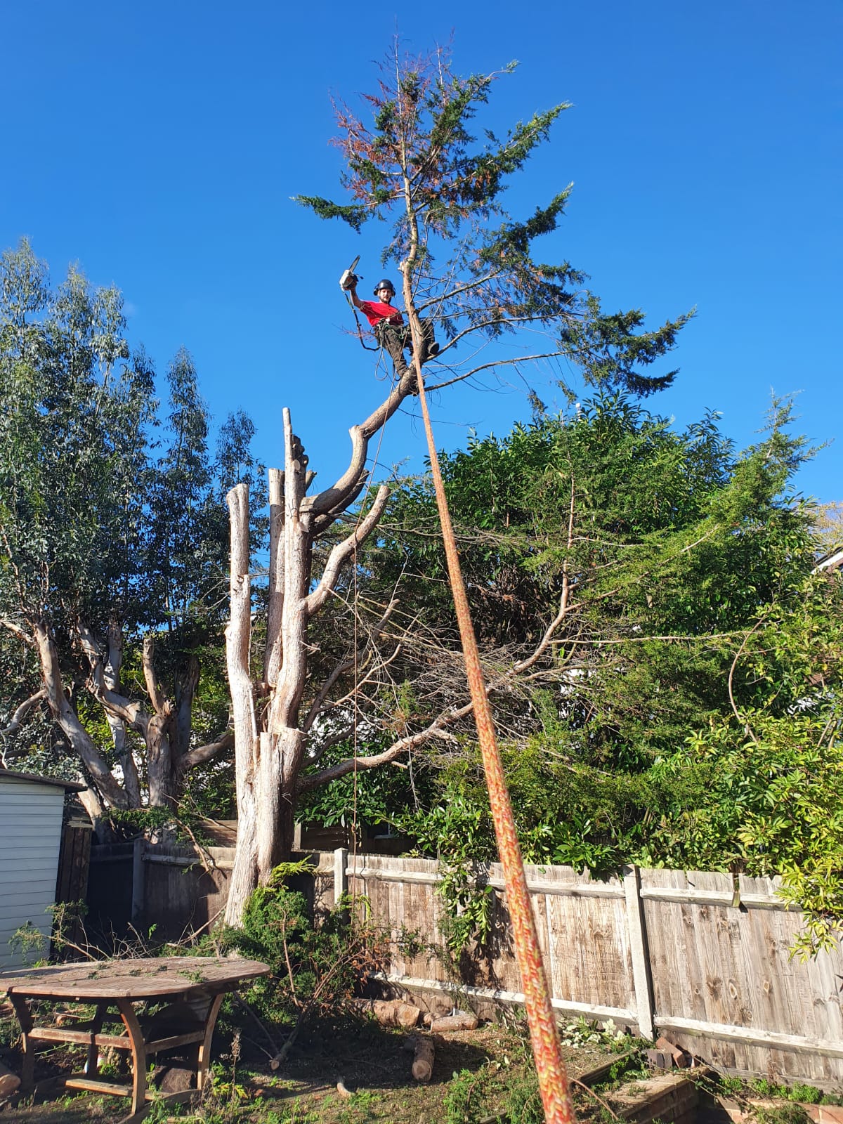 GRESTY TREE CARE LTD - Professional Arborist and Tree SurgeonLeaf it to us