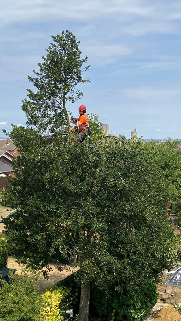 GRESTY TREE CARE LTD - Professional Arborist and Tree SurgeonLeaf it to us