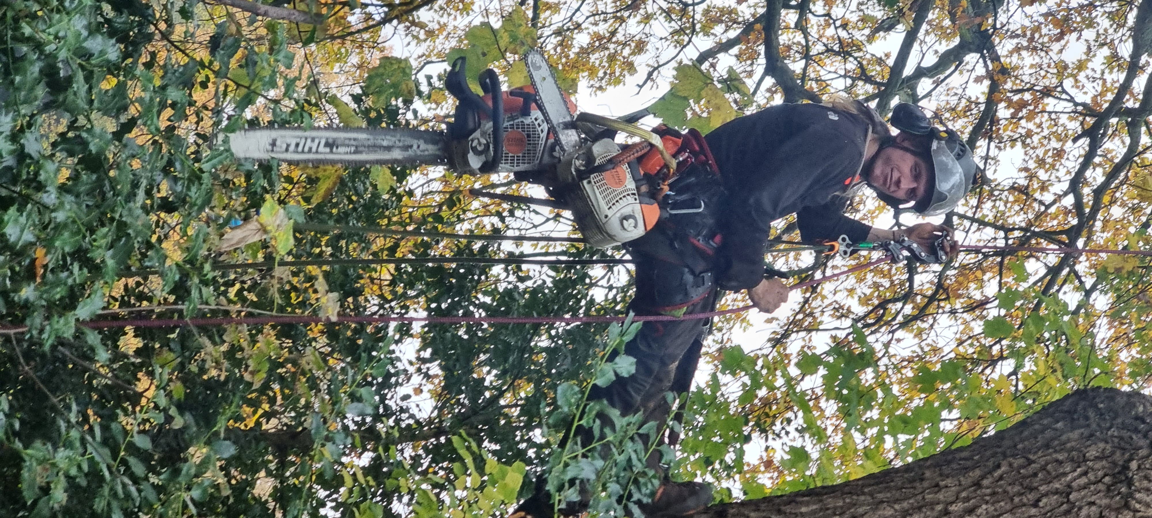 GRESTY TREE CARE LTD - Professional Arborist and Tree SurgeonLeaf it to us