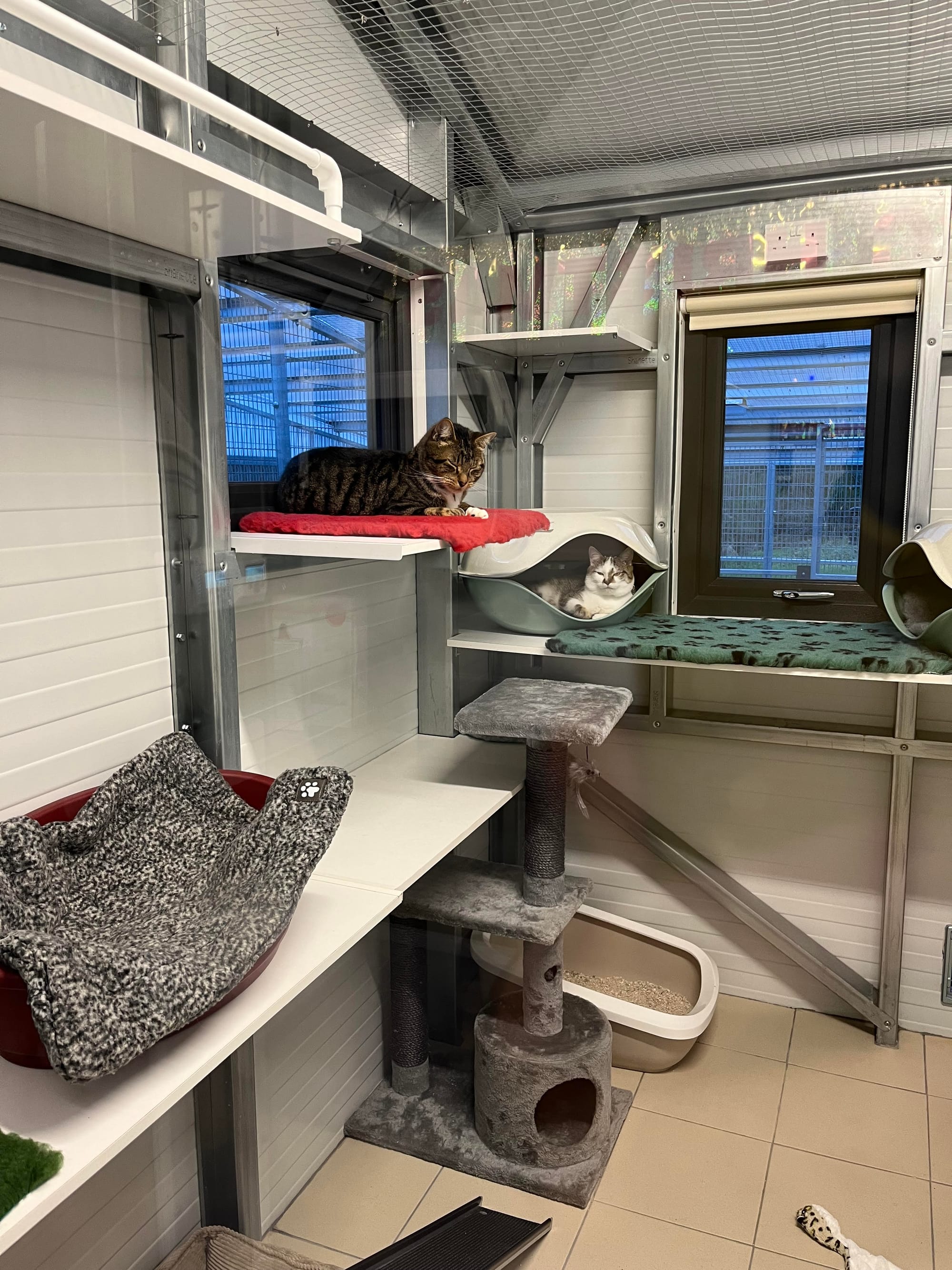 Luxury Cat Boarding and Cat Hotel