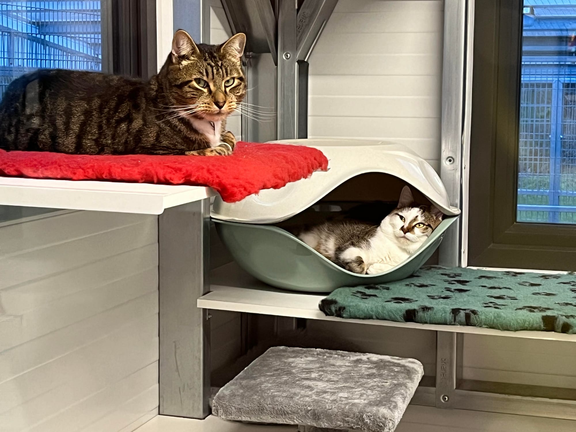 Luxury Cat Boarding and Cat Hotel