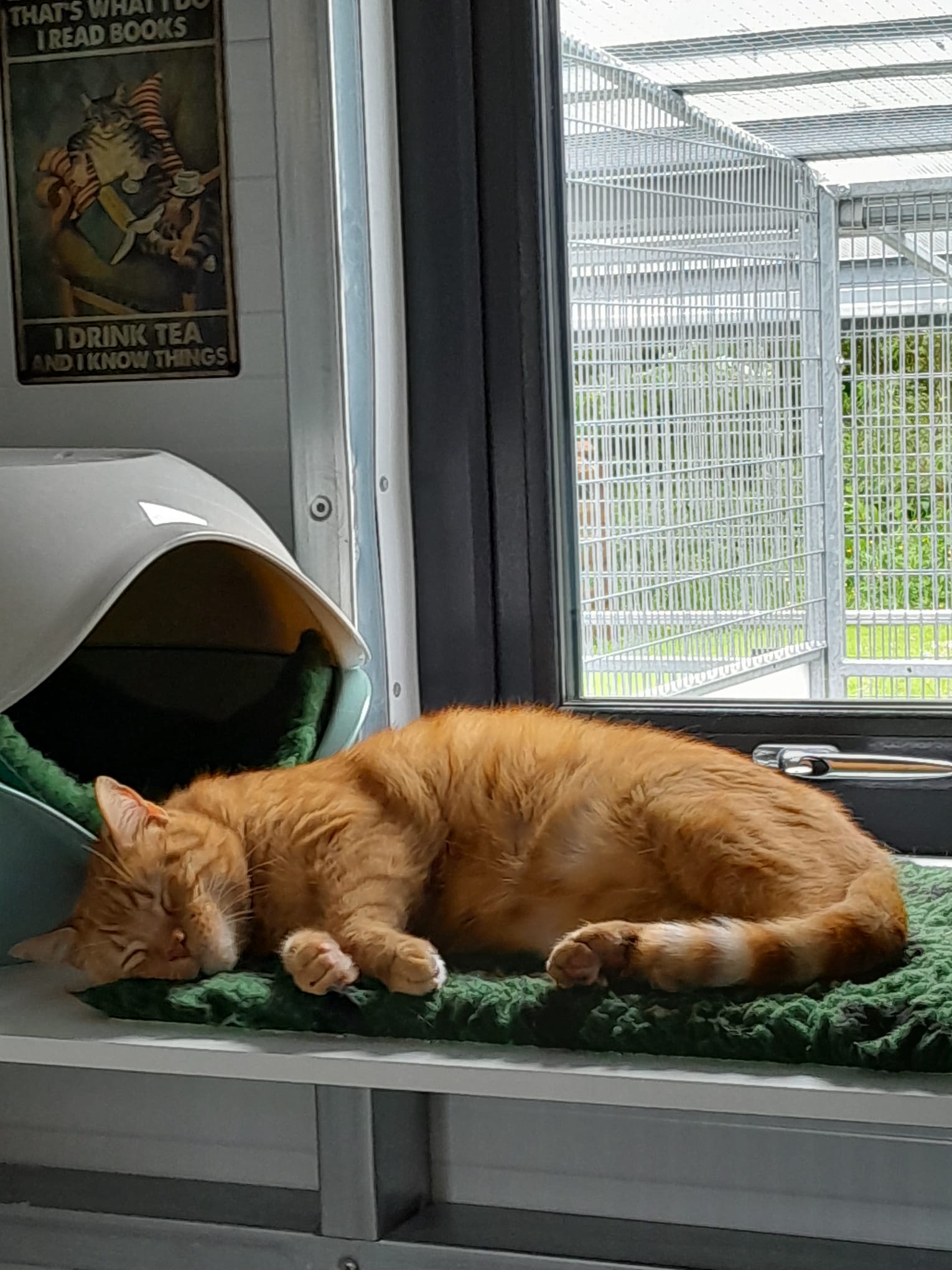Luxury Cat Boarding and Cat Hotel