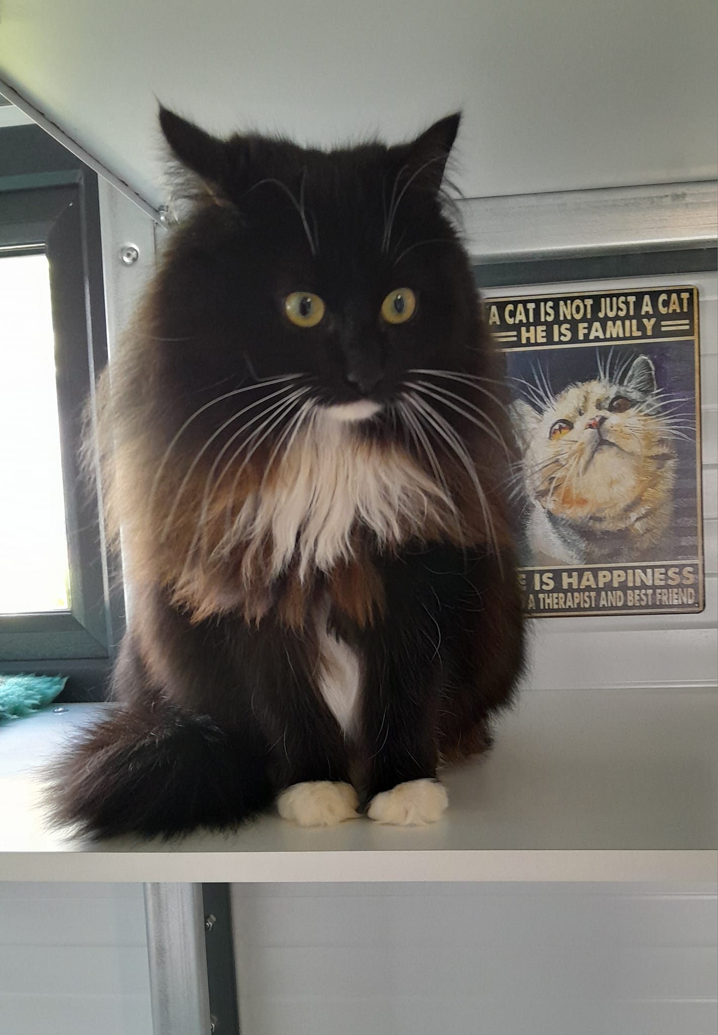 Luxury Cat Boarding and Cat Hotel