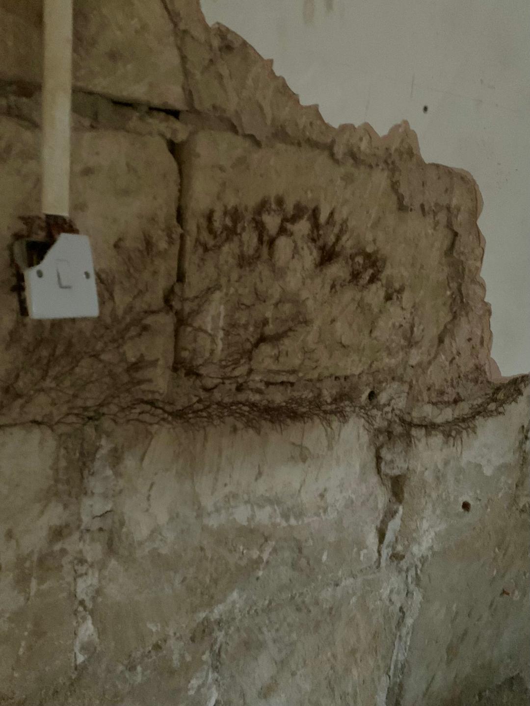 Dry Rot: Causes, Treatment, and Prevention - Durrant & Daughter