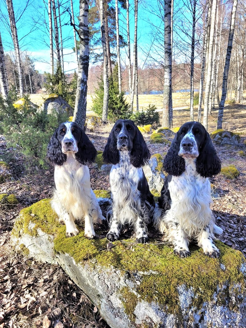 Kennel Fire'n Ice - Välkommen till Kennel Fire'n Ice