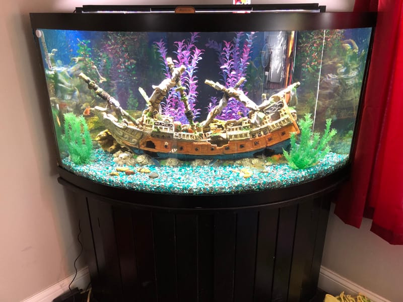 90 Gallon Bowfront Aquarium - Clark's Aquarium Service