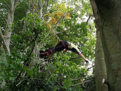 Tree surgeon|Dorset|Wiltshire